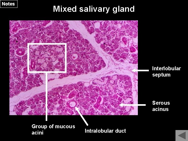 Salivary glands Serous salivary gland Notes Serous salivary
