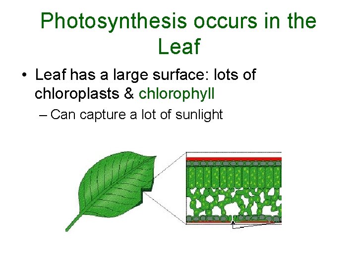 Photosynthesis and Leaf Structure Parts of a Plant