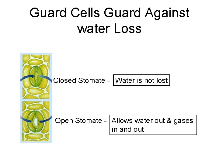 Photosynthesis and Leaf Structure Parts of a Plant