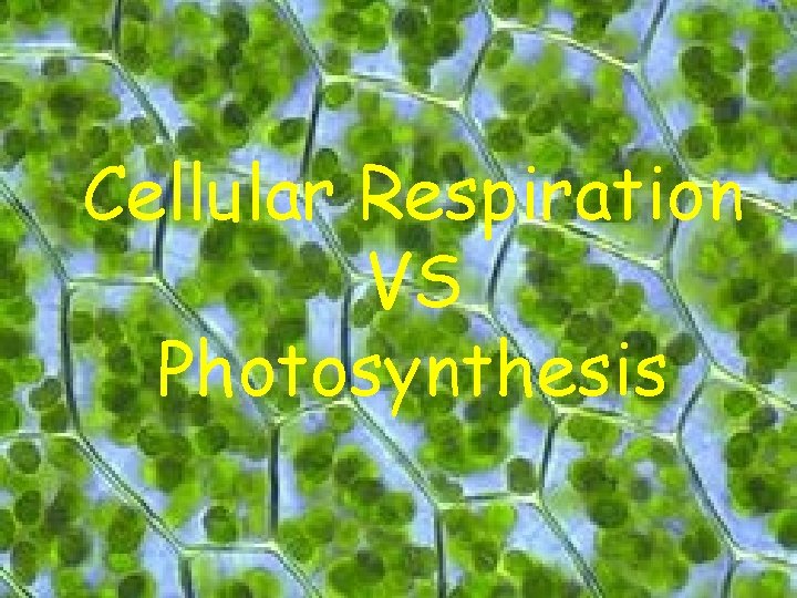 Cellular Respiration VS Photosynthesis What is CELLULAR RESPIRATION