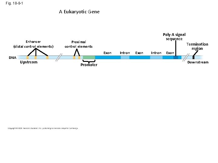 Fig 18 8 1 A Eukaryotic Gene Enhancer