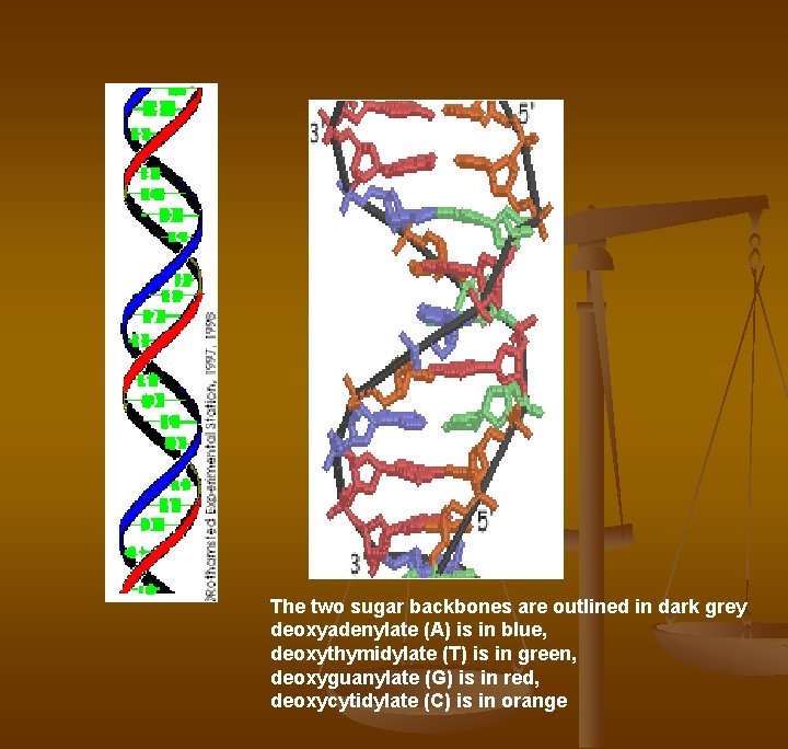 STRUKTUR MATERI GENETIK Drs Sutarno MSc Ph D