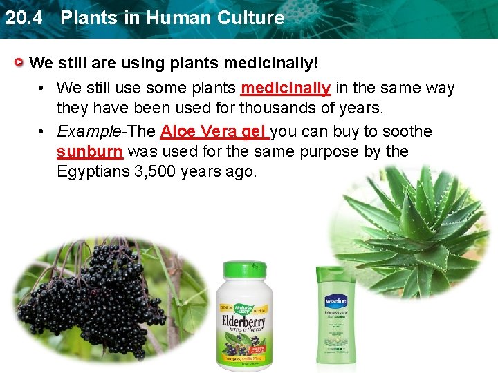 20 4 Plants in Human Culture KEY CONCEPT