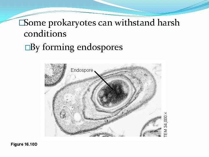 Chapter 16 The Origin and Evolution of Microbial