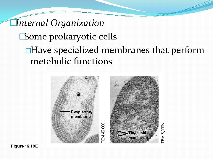 Chapter 16 The Origin and Evolution of Microbial