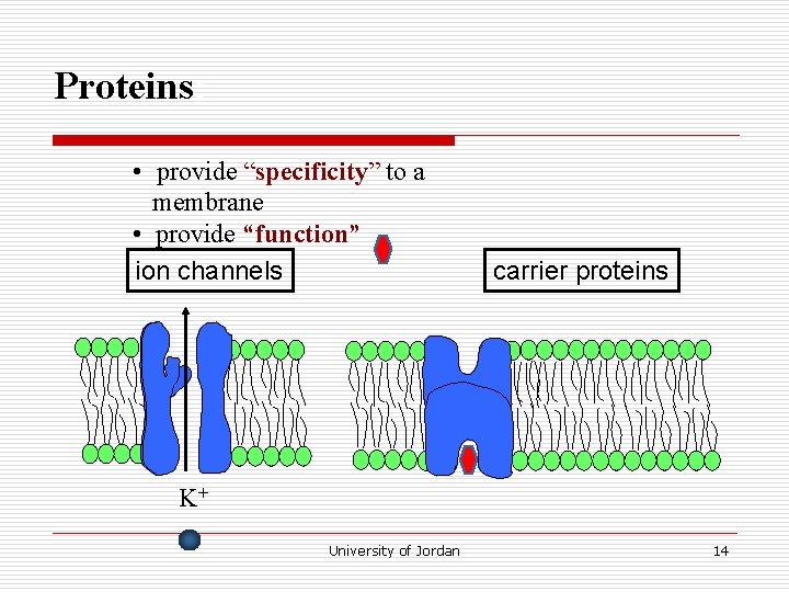 Membrane transport L 1 Faisal I Mohammed MD