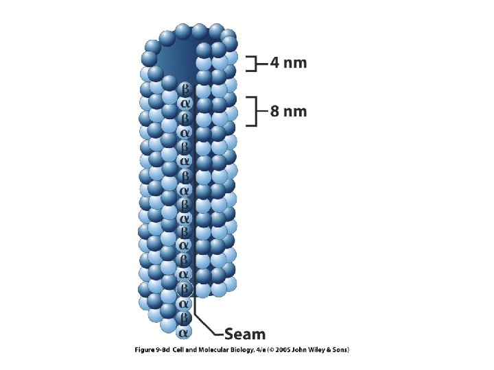 Cell Biology Lecture 16 Cytoskeleton Microtubules I Introduction