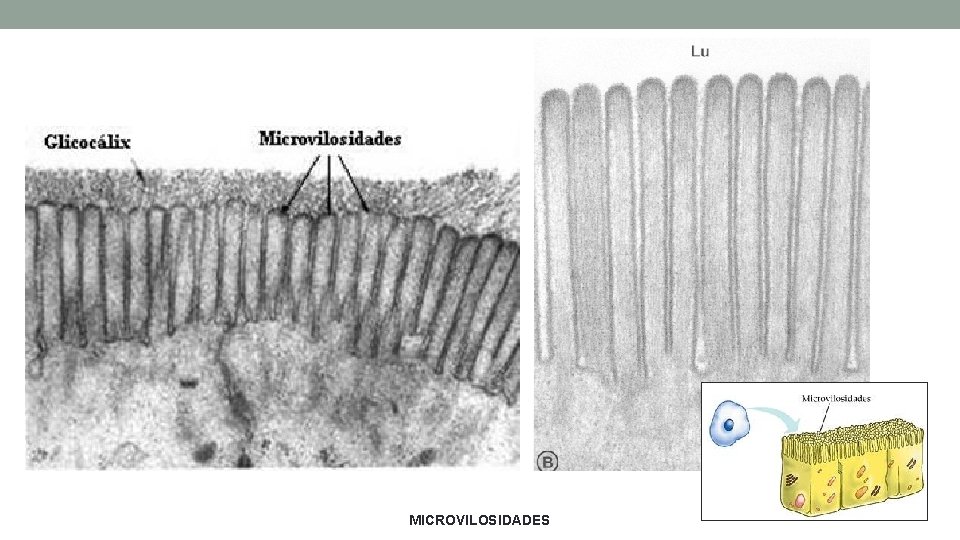 HISTOLOGIA DO TECIDO EPITELIAL 3 Vera Regina Andrade