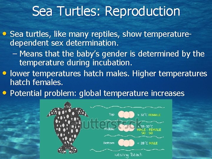 Chapter 11 1 Marine Reptiles bkgdComstock ImagesPicture Quest