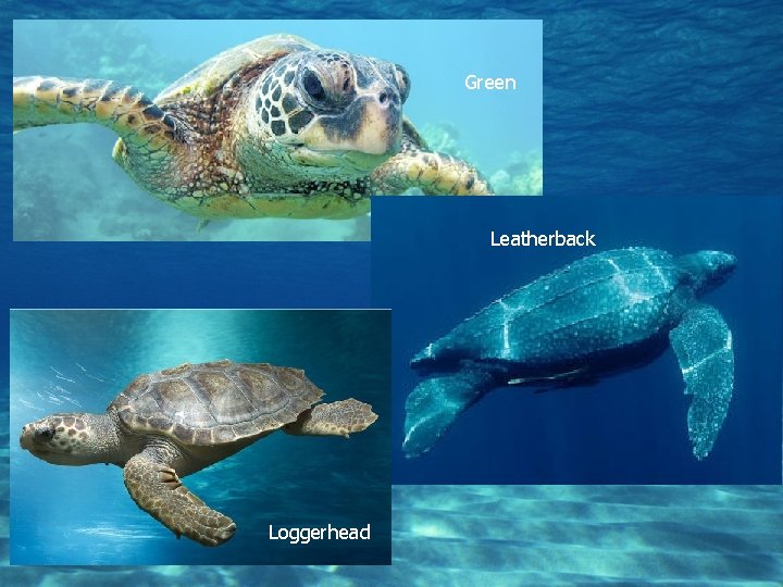 Chapter 11 1 Marine Reptiles bkgdComstock ImagesPicture Quest