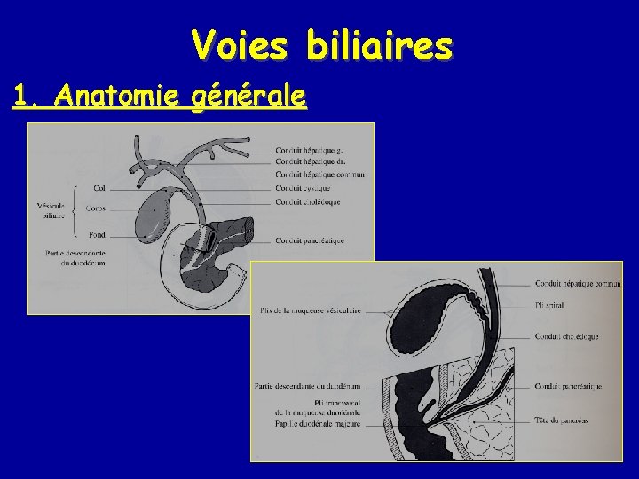 Imagerie des voies biliaires Docteur BAUDIN Guillaume Drainage