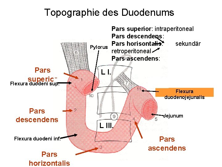 Verdauungssystem II Dr Nmeth Anna 2018 Bauchwand Bauchhhle