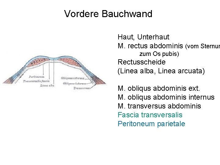 Verdauungssystem II Dr Nmeth Anna 2018 Bauchwand Bauchhhle