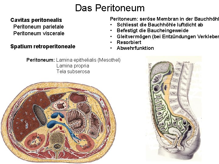 Verdauungssystem II Dr Nmeth Anna 2018 Bauchwand Bauchhhle