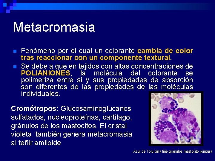 Universidad de Chile Facultad de Medicina Curso Histopatologa
