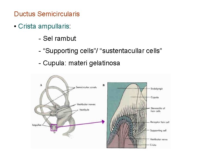 FISIOLOGI PENDENGARAN Ginus Partadiredja Bagian Fisiologi FK UGM