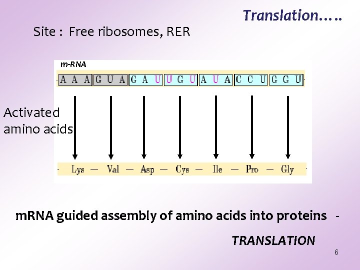 1 CONTENTS Requirements for translation Genetic code Mutations