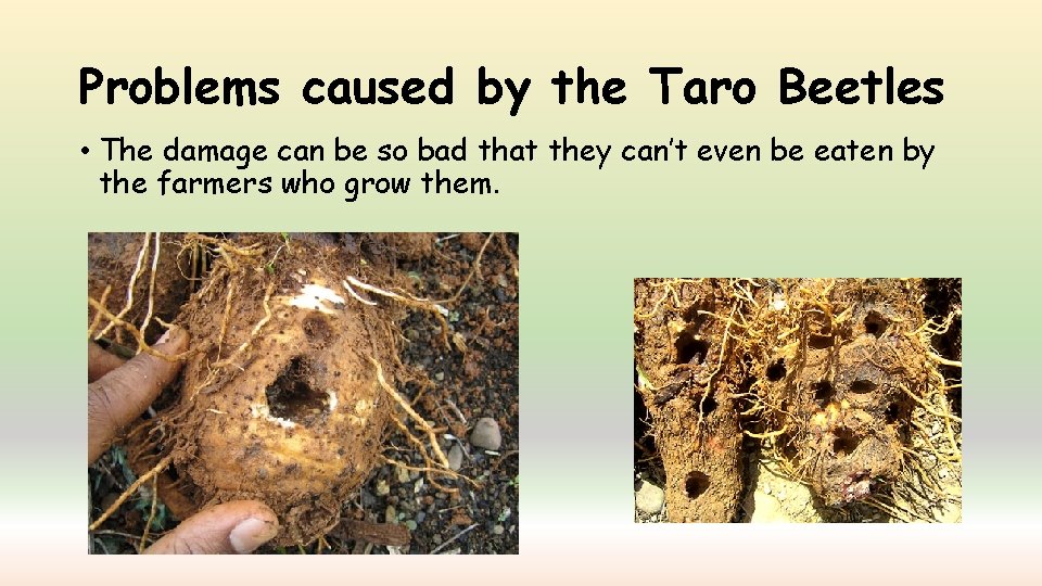 Invasive Species Lesson The Taro Beetle What are