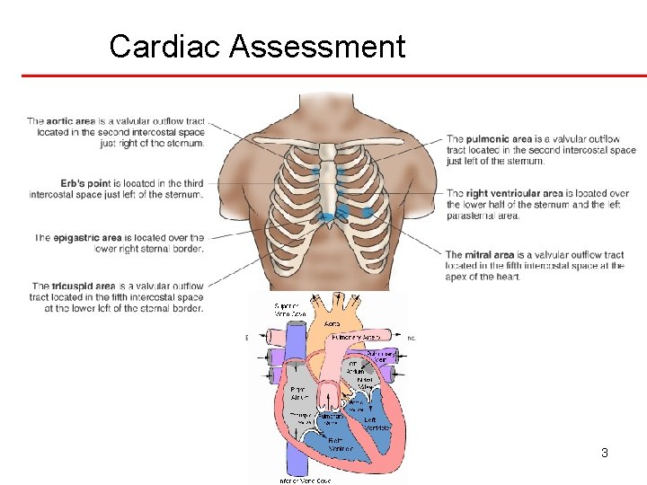 Nursing Assessment of the Cardiovascular System Keith Rischer