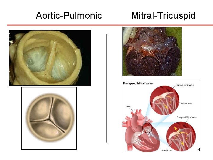 Nursing Assessment of the Cardiovascular System Keith Rischer