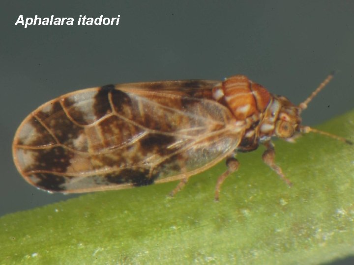 Japanese knotweed biocontrol Progress to date Lindsey Norgrove