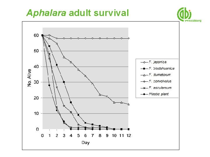 Japanese knotweed biocontrol Progress to date Lindsey Norgrove