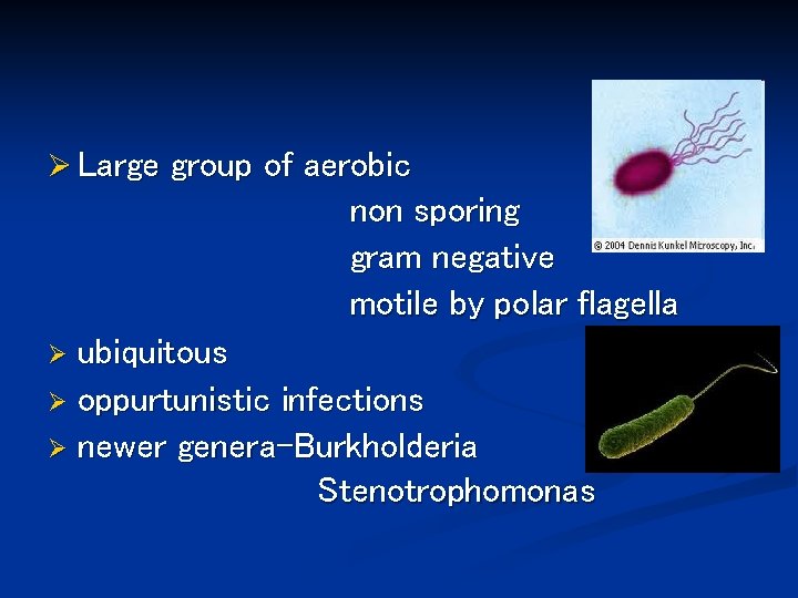 PSEUDOMONAS Introduction Large group of aerobic non sporing