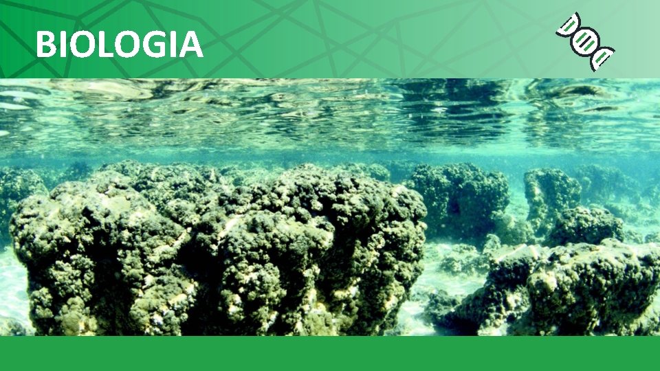 BIOLOGIA BIOLOGIA Snia Lopes Sergio Rosso 1 ano