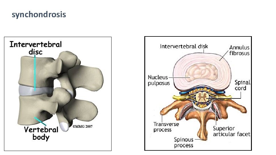 Woche Wirbelsule Aufbau Gelenke Bewegungen Dr Fehr Erzsbet