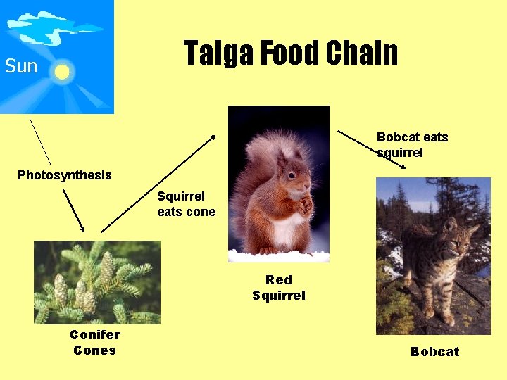 The Taiga Biome General Information Temperature Between 65