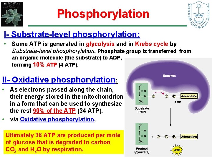 1 CELLULAR RESPIRATION Harvesting chemical energy Copyright 2002