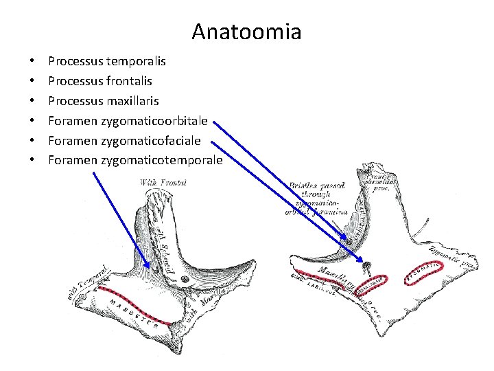 Sarnaluukeha ja sarnaluukaare murrud Rebeka Gabor Stom III