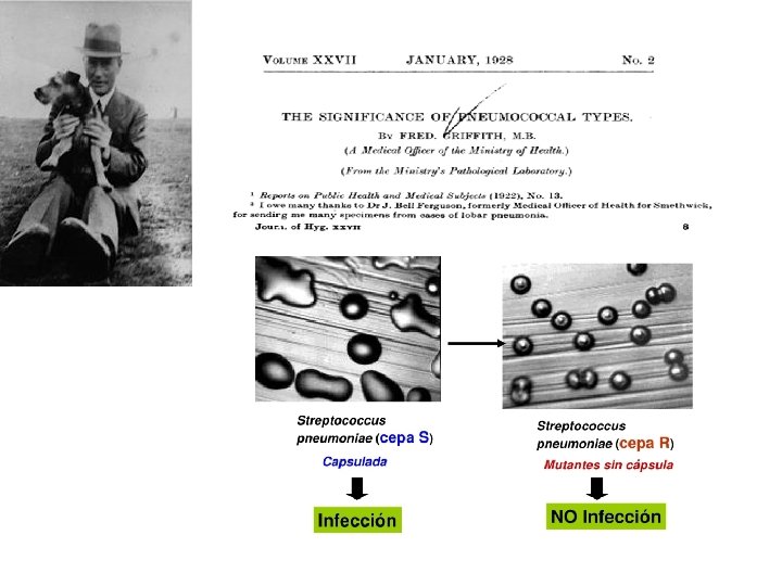 TRANSFORMACIN Fred Griffith 1928 estudi Streptococcus pneumoniae Conclusin