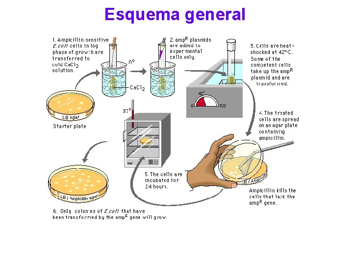 TRANSFORMACIN Fred Griffith 1928 estudi Streptococcus pneumoniae Conclusin