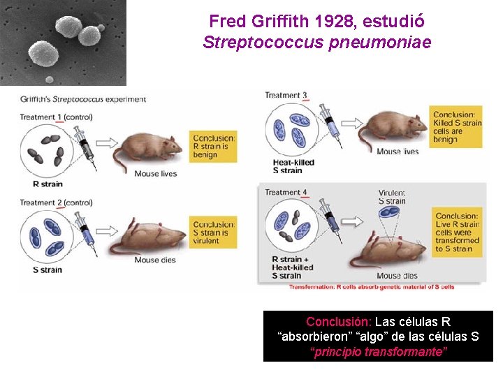 TRANSFORMACIN Fred Griffith 1928 estudi Streptococcus pneumoniae Conclusin