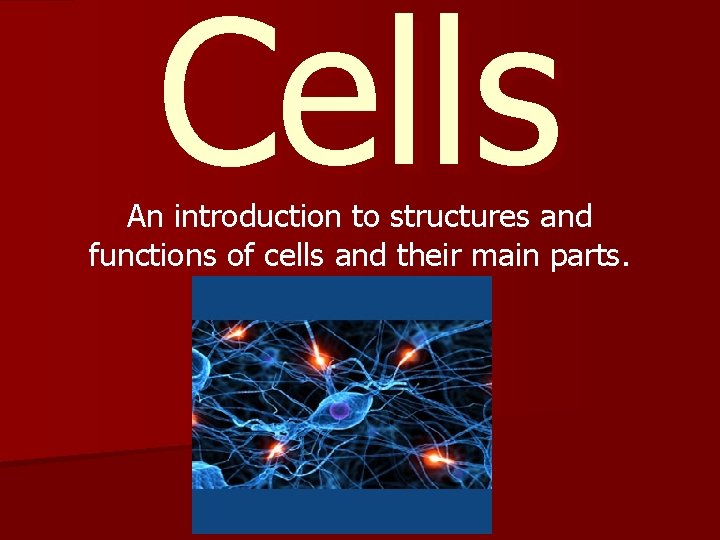 Cells An introduction to structures and functions of