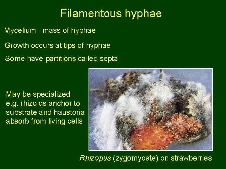 BOT 3015 L Fungi Presentation created by Danielle