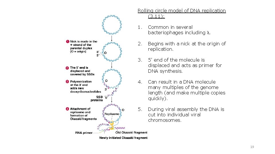 DNA synthesis inhibitors Komal Pareek 1 1955 Arthur