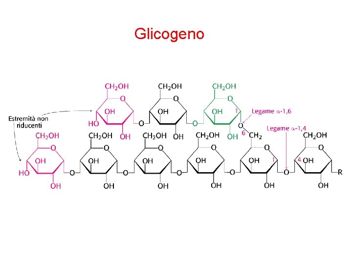 Glicogeno Ramificazioni di granulo di glicogeno Glicogeno Ca