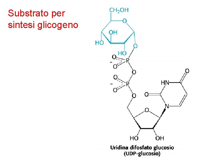 Glicogeno Ramificazioni di granulo di glicogeno Glicogeno Ca