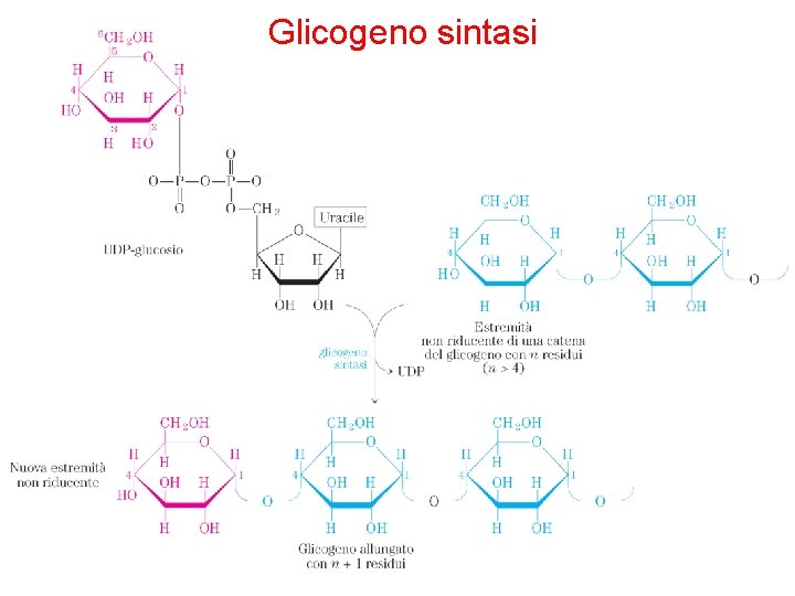 Glicogeno Ramificazioni di granulo di glicogeno Glicogeno Ca