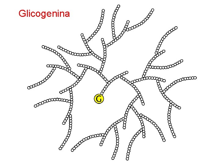 Glicogeno Ramificazioni di granulo di glicogeno Glicogeno Ca
