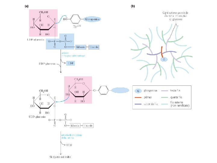 Glicogeno Ramificazioni di granulo di glicogeno Glicogeno Ca