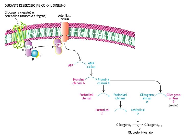 Glicogeno Ramificazioni di granulo di glicogeno Glicogeno Ca