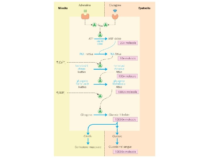 Glicogeno Ramificazioni di granulo di glicogeno Glicogeno Ca