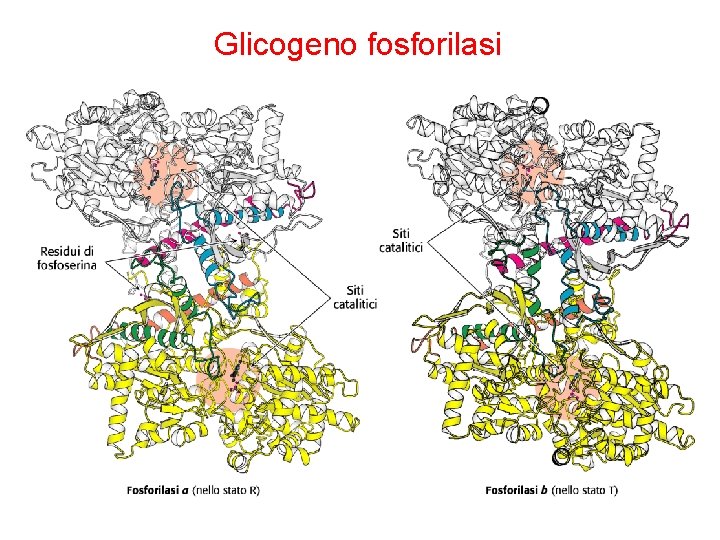 Glicogeno Ramificazioni di granulo di glicogeno Glicogeno Ca
