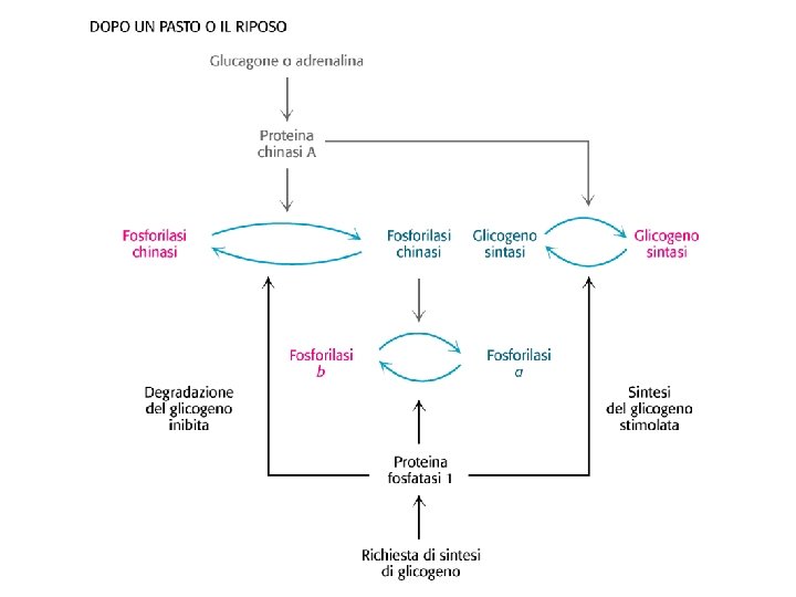 Glicogeno Ramificazioni di granulo di glicogeno Glicogeno Ca