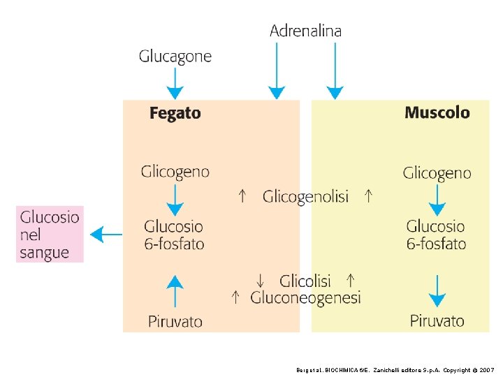 Glicogeno Ramificazioni di granulo di glicogeno Glicogeno Ca