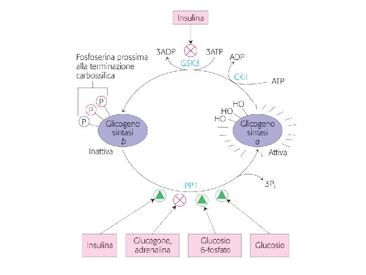 Glicogeno Ramificazioni di granulo di glicogeno Glicogeno Ca