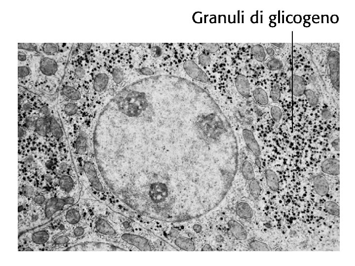 Glicogeno Ramificazioni di granulo di glicogeno Glicogeno Ca
